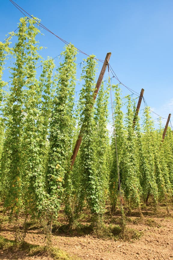 Hop field stock photo. Image of country, field, landscape - 10492488