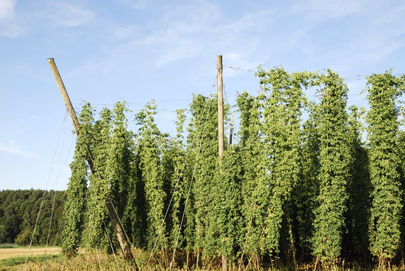 Hop field stock photo. Image of rural, cultivation, agriculture - 12998720
