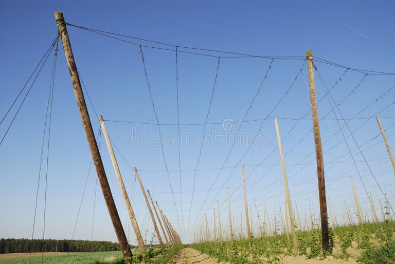 Hop field stock image. Image of agriculture, seasonal - 14597661