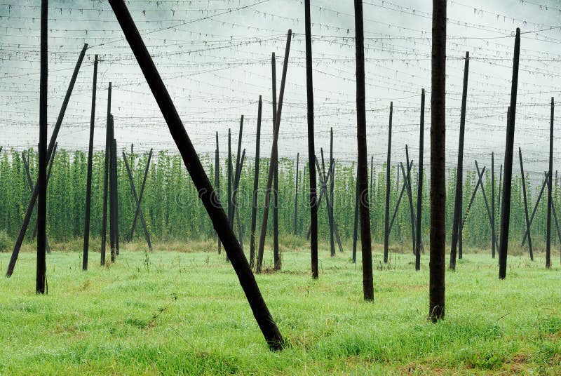 Hop field stock image. Image of growing, background, harvest - 15654759