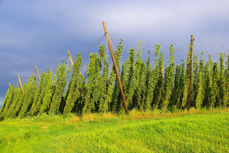 Hop field stock image. Image of leaves, cones, cone, autumn - 15721125