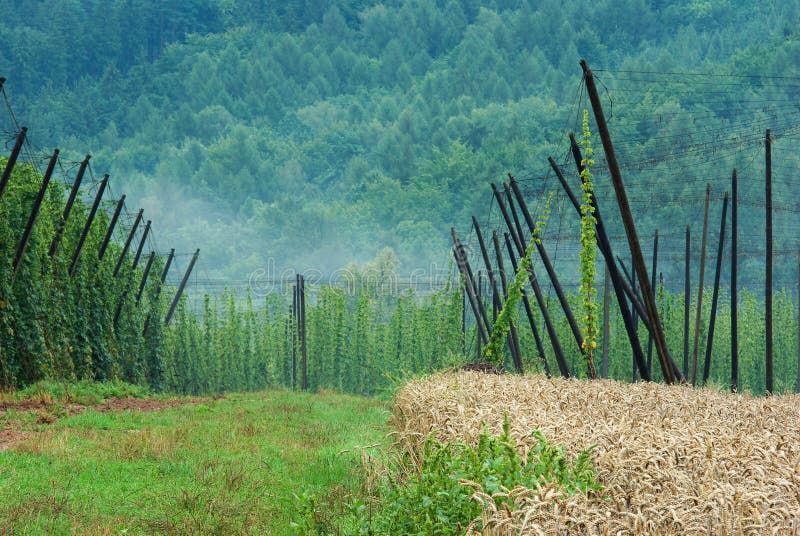Field green stock image. Image of countryside, fields - 6563827