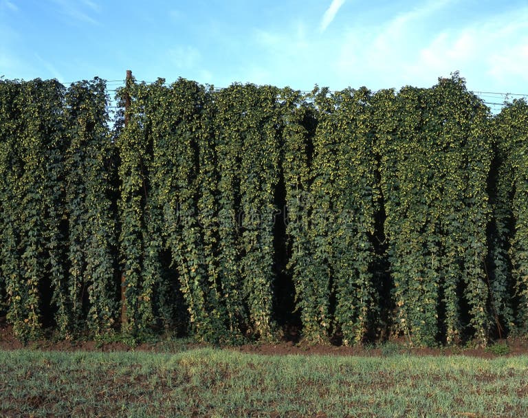 A hop field stock image. Image of green, hops, brewery - 1962455