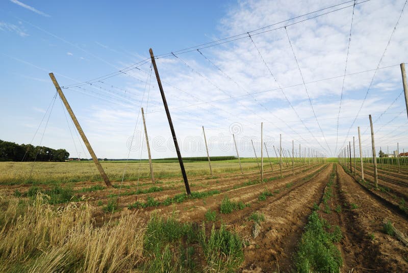 Hop field stock photo. Image of landscape, plant, pole - 21287778