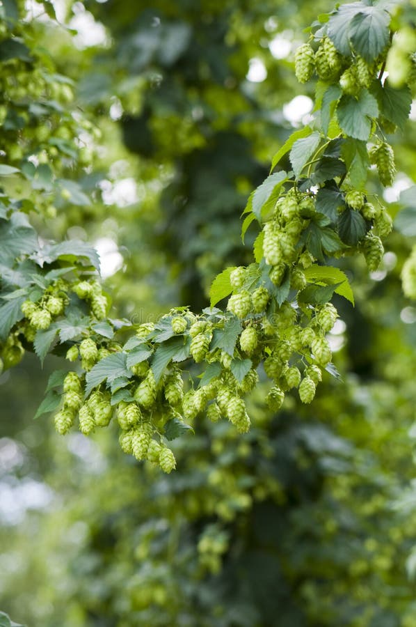 Hop field stock photo. Image of nature, real, humulus - 26160570