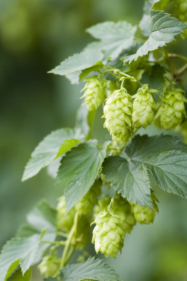 Hop field stock photo. Image of plant, purity, cultural - 26160662