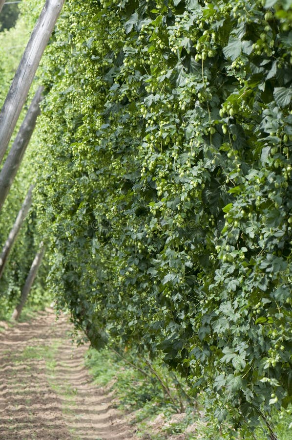 Hop field stock photo. Image of master, purity, brew - 26160856