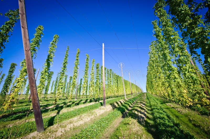Hop Field in Austria stock image. Image of high, harvest - 17245809