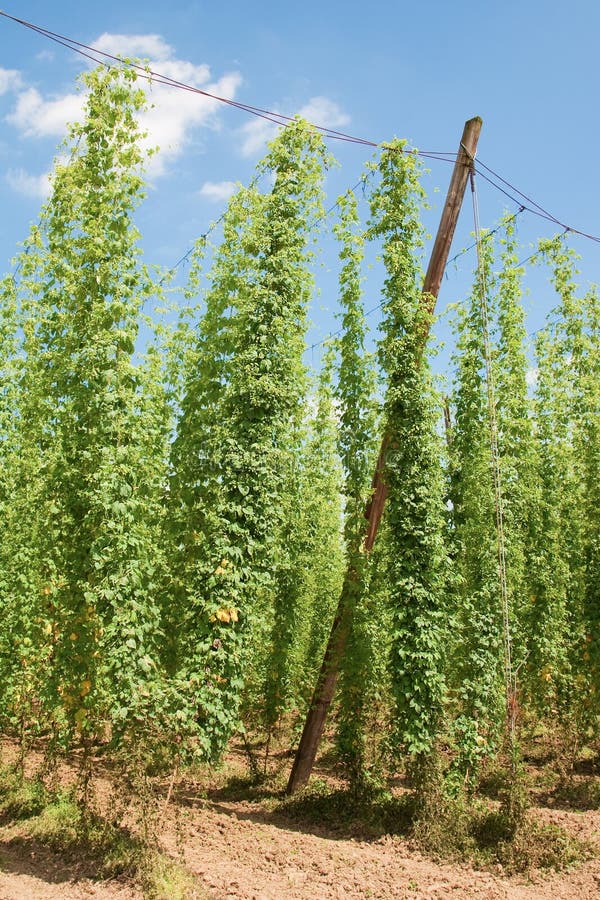 Hop field in Germany stock photo. Image of stack, country - 11424440