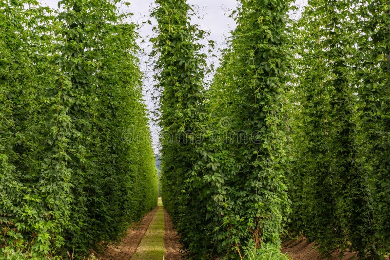 Hop field in Germany stock image. Image of agriculture - 144702759