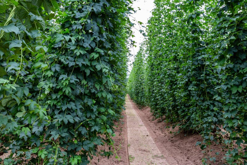 Hop field in Germany stock photo. Image of production - 150523786