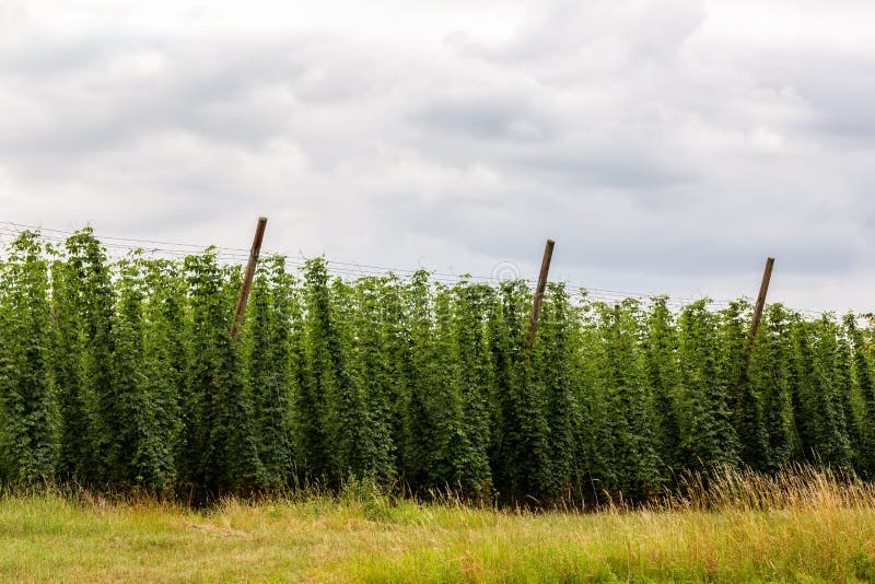 Hop field in Germany stock image. Image of agriculture - 144702759