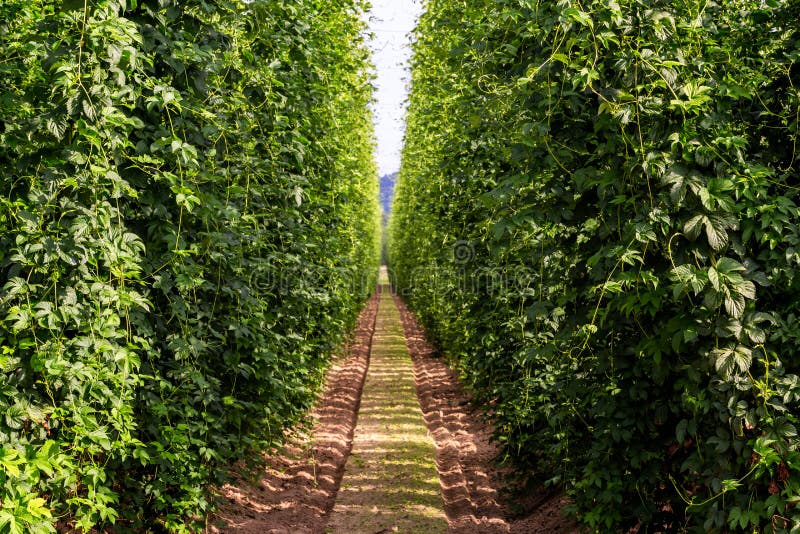 Hop field in Germany stock image. Image of nature, fresh - 141491197