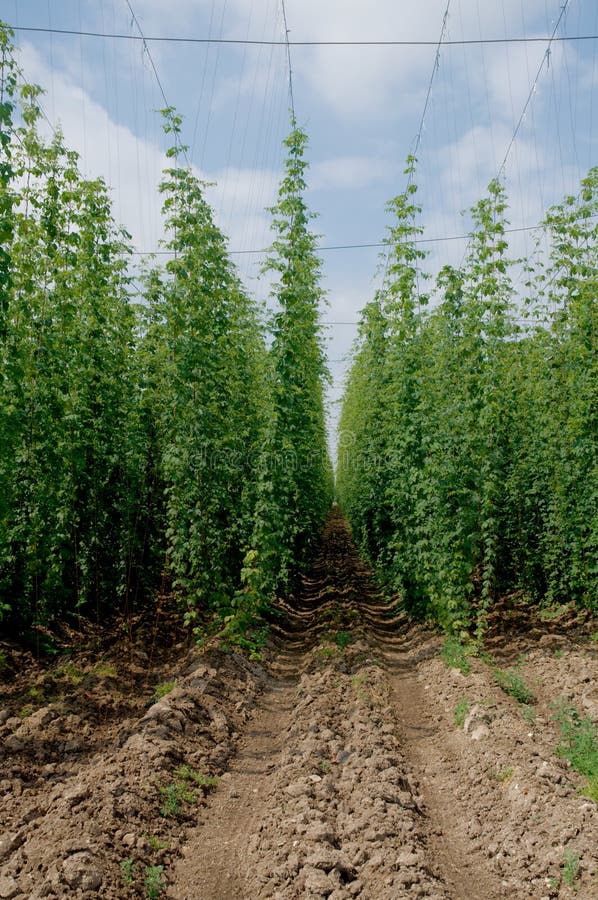 Hop field stock image. Image of zatecky, europe, aroma - 32963299