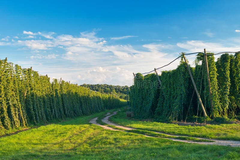 Hop Field before the Harvest , Czech Republic Stock Image - Image of ...