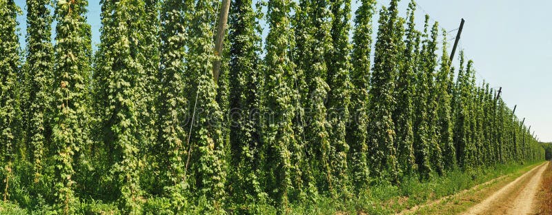 Hop Field for Beer Hops Panorama Stock Image - Image of green, farmland ...