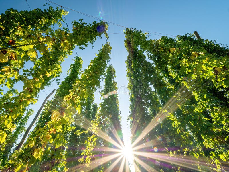 Hop Fields with Sun Star between the Hops Fields Stock Image - Image of ...