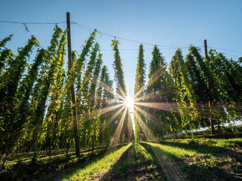 Hop Fields with Sun Star between the Hops Fields Stock Photo - Image of ...