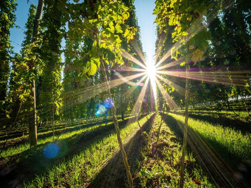 Hop Fields with Sun Star between the Hops Fields Stock Image - Image of ...