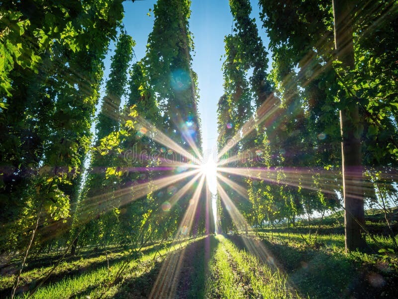 Hop Fields with Sun Star between the Hops Fields Stock Photo - Image of ...