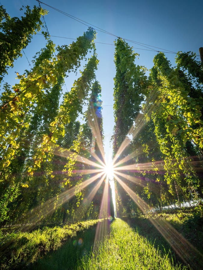 Hop Fields with Sun Star between the Hops Fields Stock Photo - Image of ...