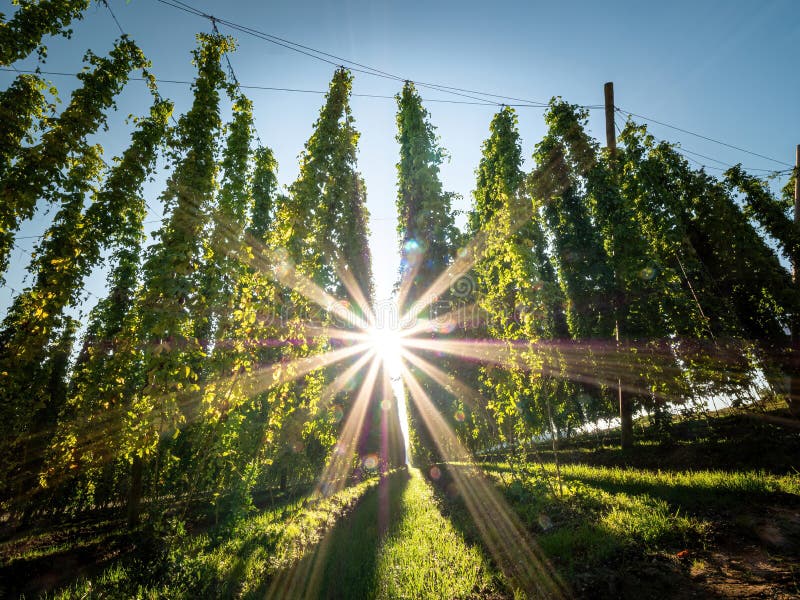 Hop Fields with Sun Star between the Hops Fields Stock Photo - Image of ...