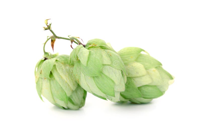 Hop flower green petals. stock photo. Image of herb, elegance - 34957594