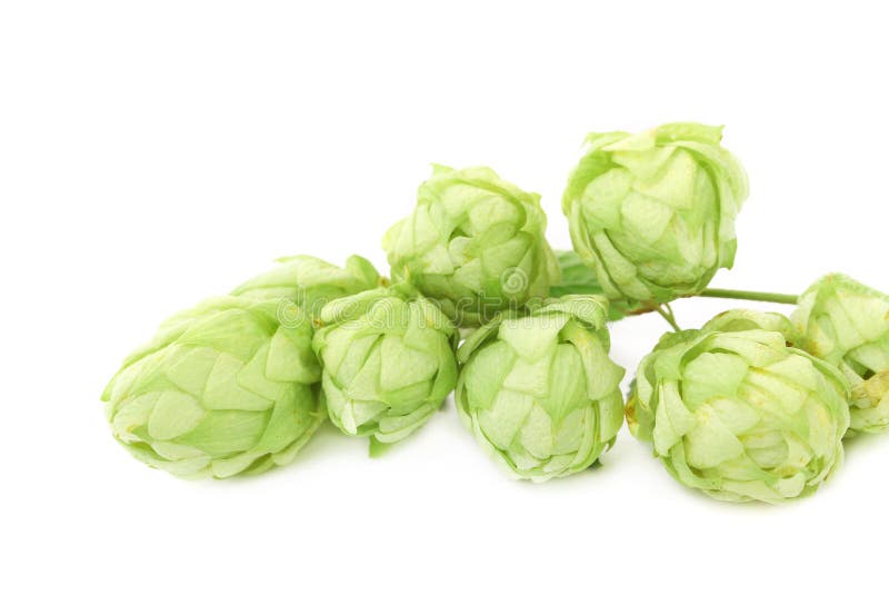 Hop flower green petals. stock photo. Image of herb, elegance - 34957594