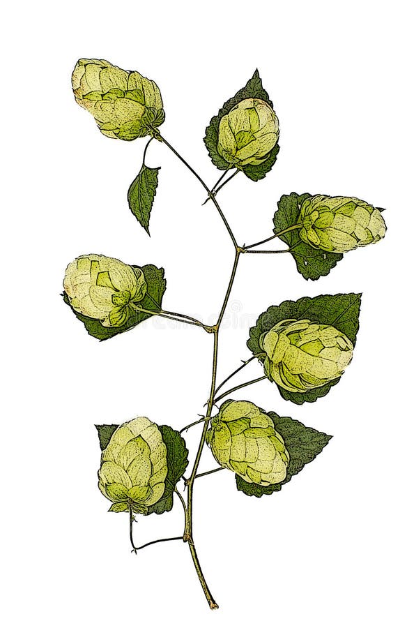 Hop flowers isolated stock image. Image of plants, flower - 7159947