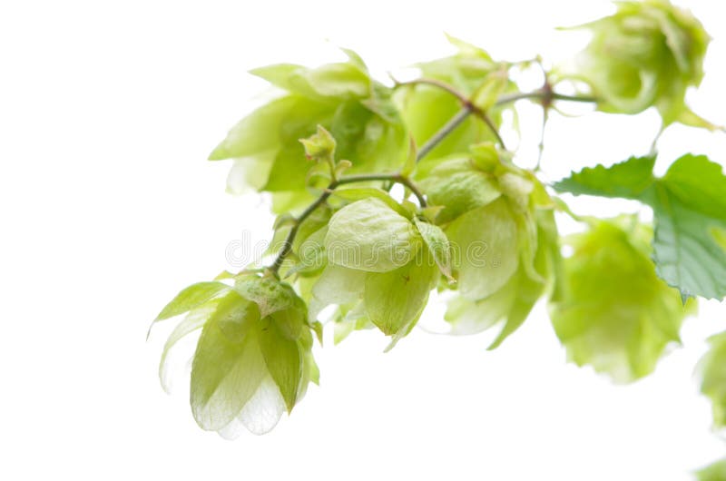 Hop Flowers on a White Background Isolated Stock Photo - Image of food ...