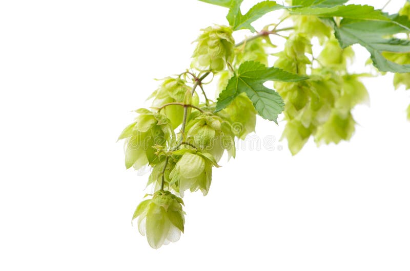 Hop Flowers on a White Background Isolated Stock Photo - Image of ...