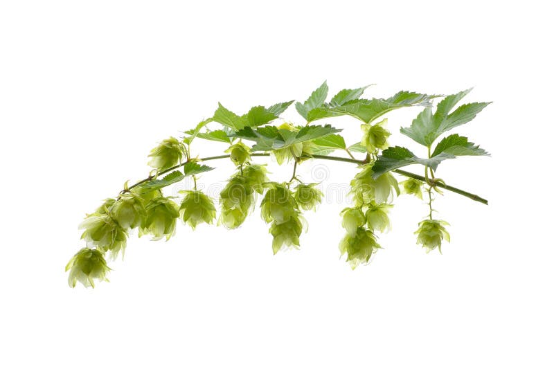 Hop Flowers on a White Background Isolated Stock Photo - Image of brew ...