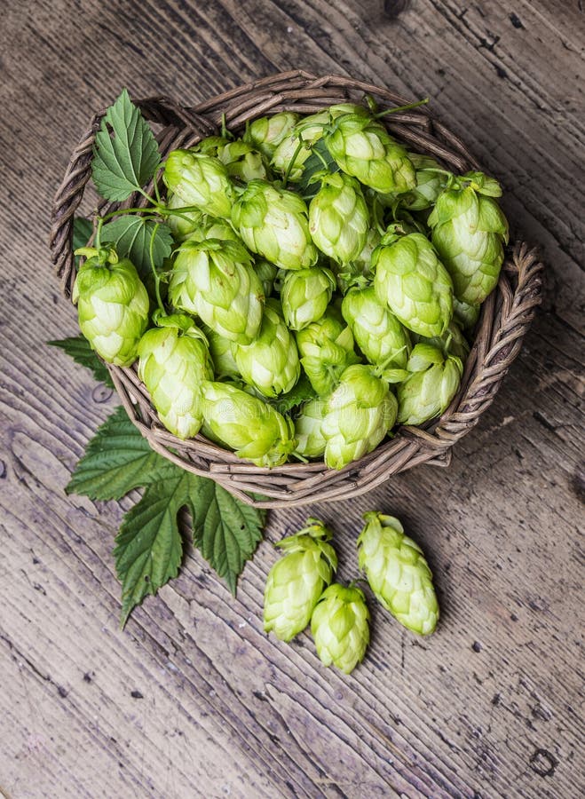 Hop stock image. Image of brewery, gardening, cone, fermenting - 33911149