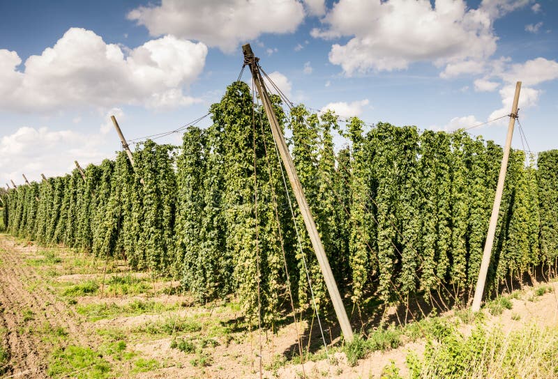Hop Garden stock photo. Image of europe, rural, herb - 47687764
