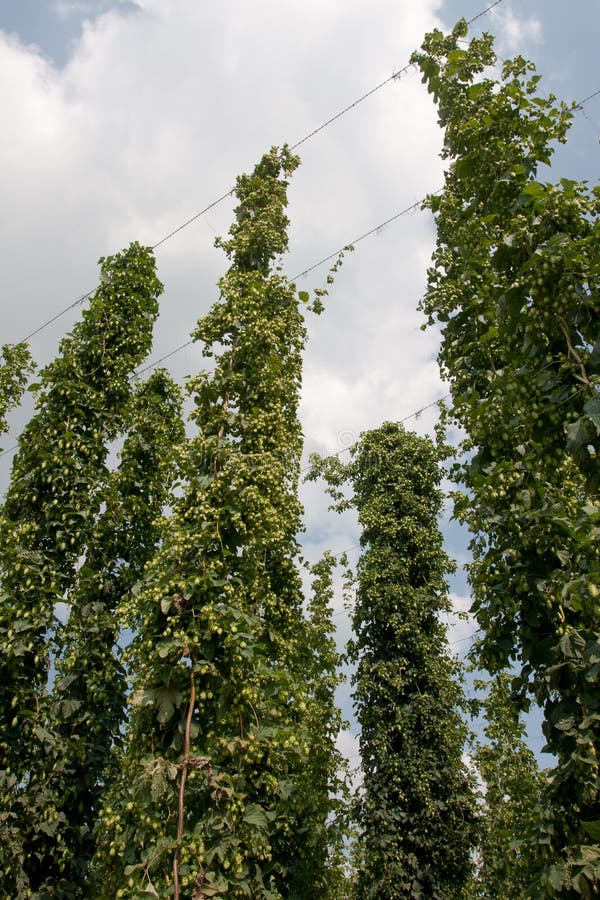 Hop garden stock photo. Image of lager, landscape, growing - 33332472