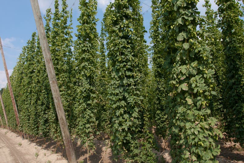 Hop garden stock photo. Image of plant, green, landscape - 33332520