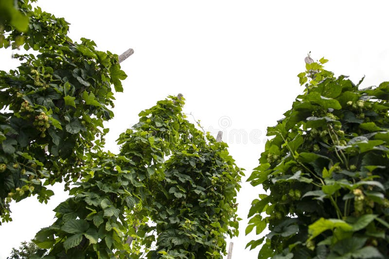 Hop in the Garden Isolated on White Background Stock Photo - Image of ...