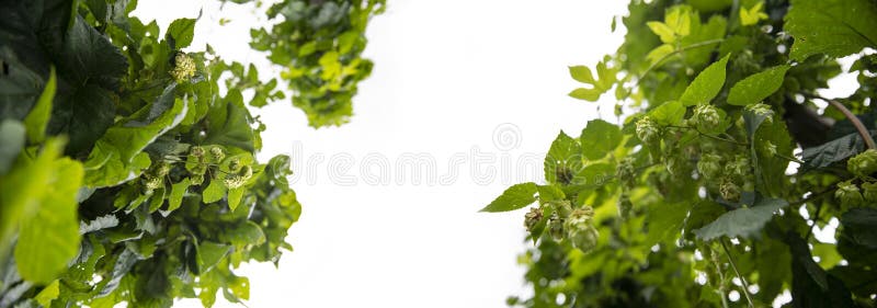 Hop in the Garden Isolated on White Background Stock Photo - Image of ...