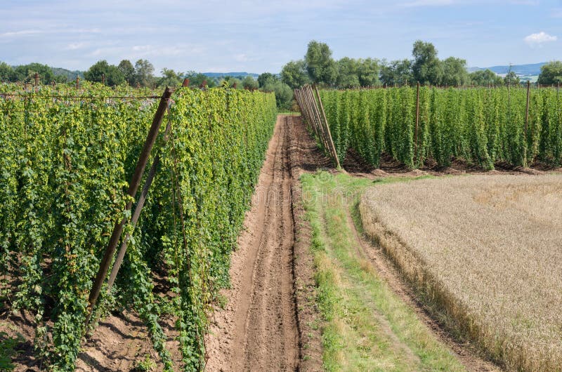 Hop-garden stock image. Image of crop, europe, farming - 51373021