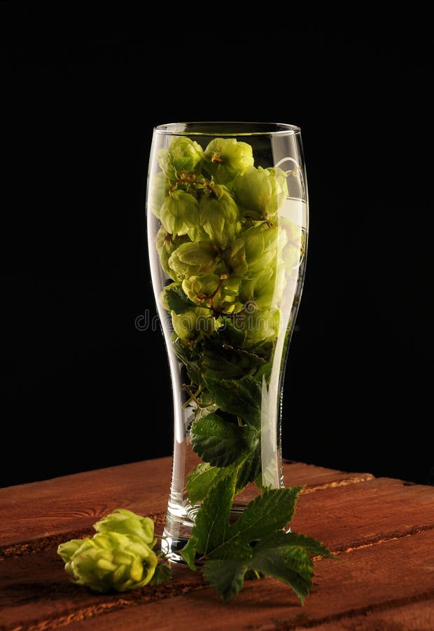 Hop in the glass stock image. Image of wheat, gold, light - 60404825