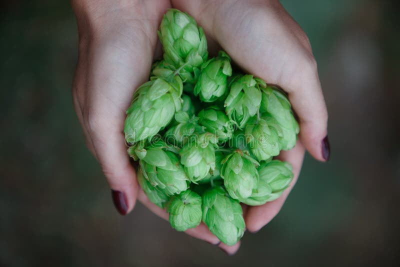 Hands Holding Hops Stock Photos - Free & Royalty-Free Stock Photos from ...