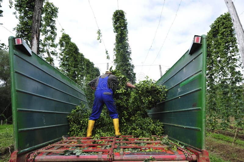 Hop harvest or hop picking stock image. Image of peasant - 188274057