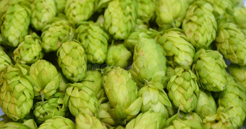 Hop Heads, Brewing Bee Hops Background Stock Image - Image of brewing ...