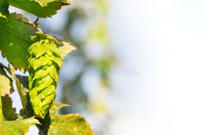 Hop, hop field stock photo. Image of scaffold, field - 77758524