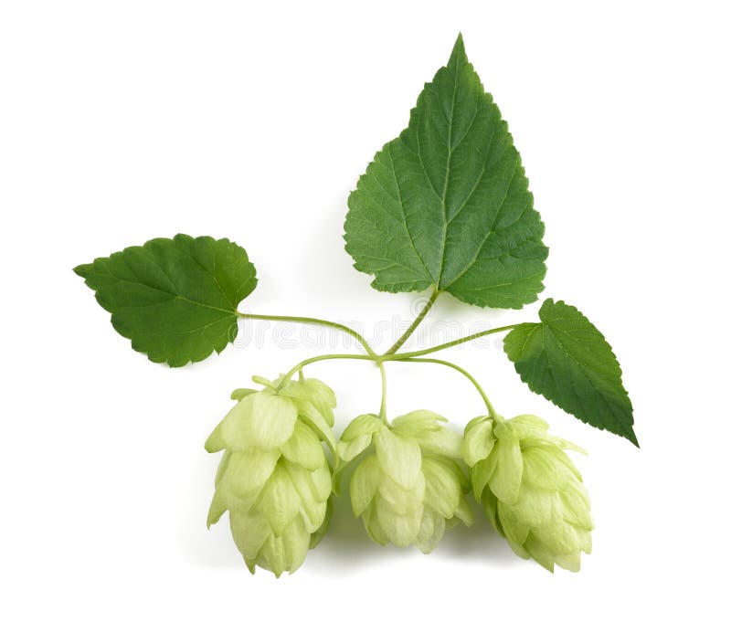 Hop Humulus lupulus stock photo. Image of branch, flowers - 85630592