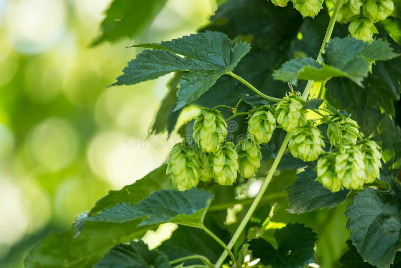 Hop (Humulus lupulus) stock image. Image of naturopathy - 58603057