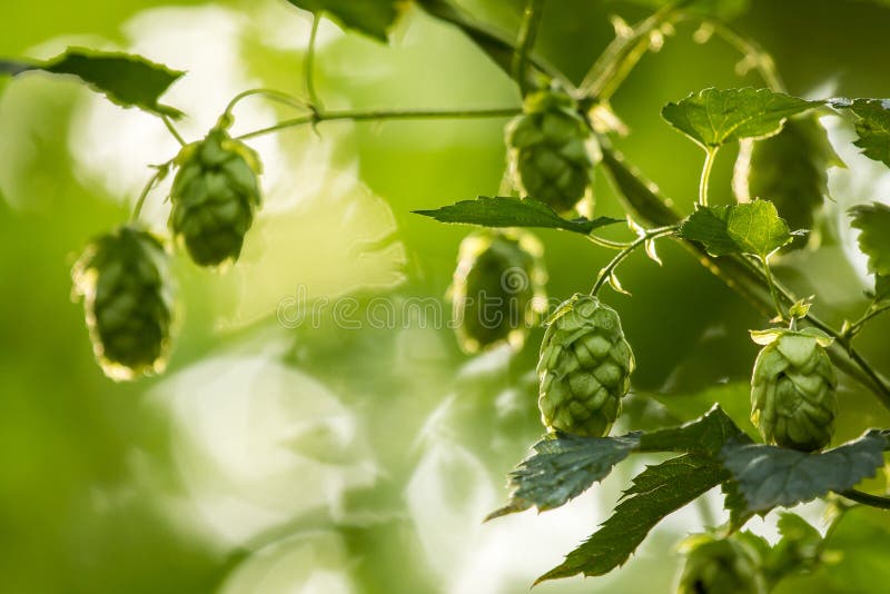 Hop (Humulus lupulus) stock photo. Image of brewing, green - 76795678