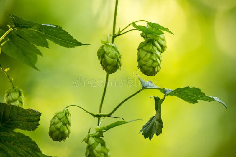Hop (Humulus lupulus) stock image. Image of medicine - 58603045