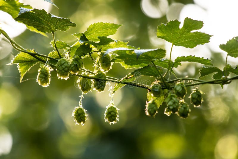 Hop (Humulus lupulus) stock image. Image of pilsner, blood - 76902289
