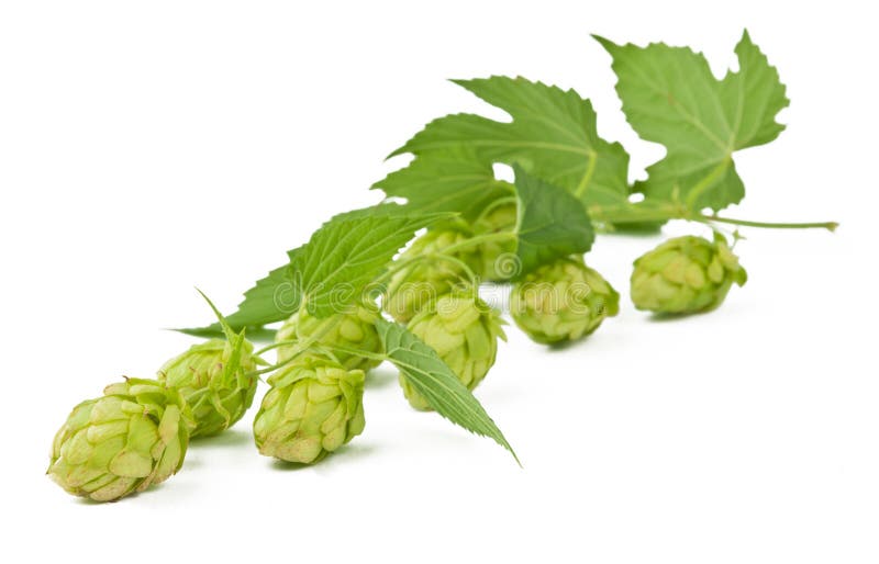 Hops branch stock image. Image of cone, beer, brew, isolated - 16184297